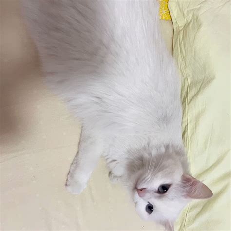 猫猫 on Twitter 小母猫发情的时候会含情脉脉的看着我我用我的小玩具帮她解决她今天舔我奶头都舔硬了想尝试女女能接受可以接吻互舔可以舔逼的 https t co