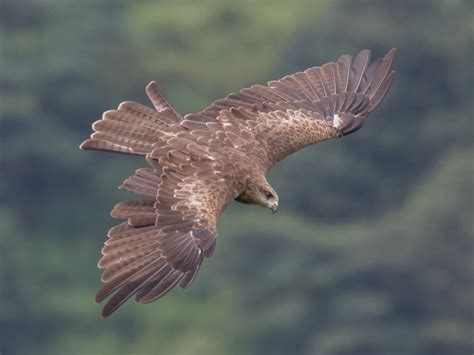 Black Kite Ebird