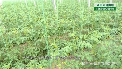 越夏西红柿好坐果不上病怎么做到的 知乎