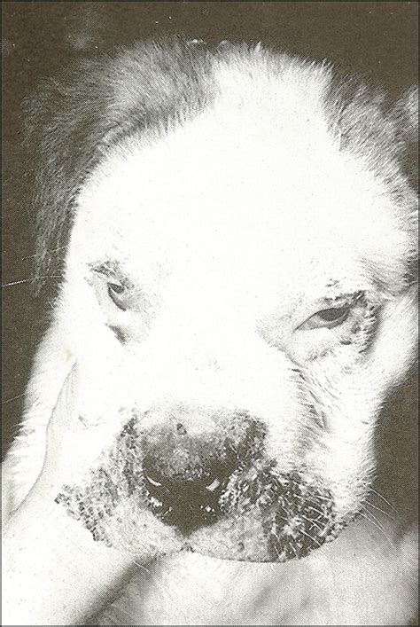 Ocular Manifestations Of Systemic Disease Veterian Key