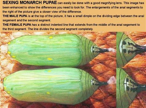 The Butterfly Boutique Butterfly Farming Articles Sexing Monarch Pupae