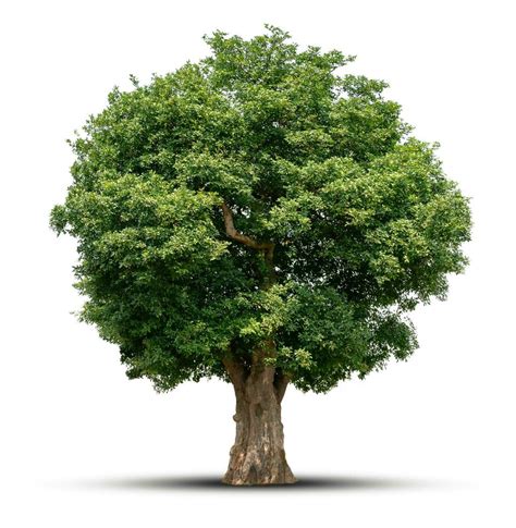 Big Tree Isolate On White Background 24704472 Stock Photo At Vecteezy