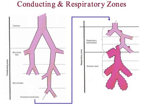 Lab 8 Respiratory System Anatomy Flashcards Quizlet
