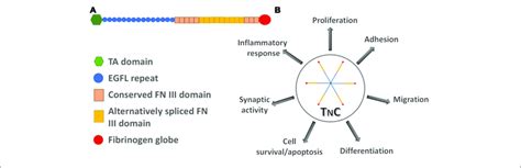 The Structure Of Human Tenascin C And Its Involvement In Different Download Scientific