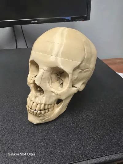 Human Skull Anatomically Correct Remixed By Sf3dprints Makerworld Download Free 3d Models