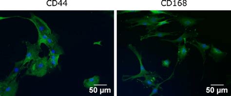Immunohistochemical Staining Of Cd44 And Cd168 In Human Msc Human Mscs