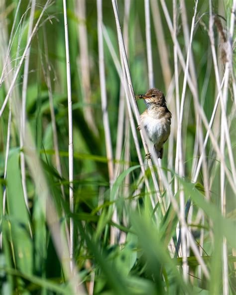 Reed Warbler 3 2 Birdforum