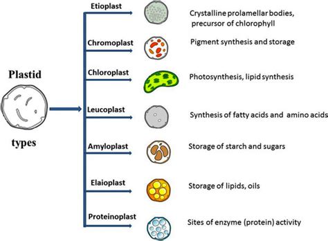 Plastids Definition Diagram Types And Plastid Function
