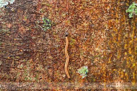 Bipalium Vagum Singapore Geographic