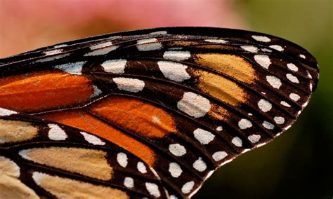 ¿cómo Son Las Alas De Las Mariposas Guía Básica Con Funciones Y Usos