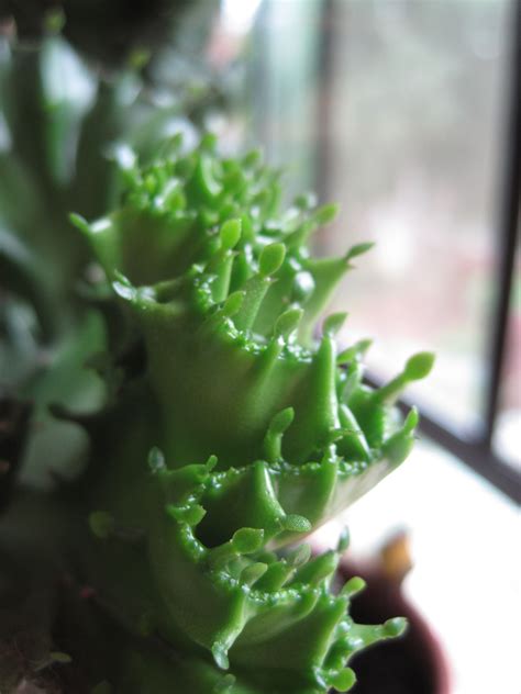 Cryptic Cladophylls Stems Hiding In Plain Sight The Garden Professors™