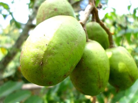 June Plum Trees For Sale In Miami Fl Ambarella
