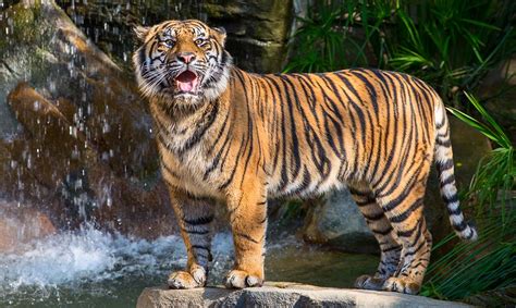 Sumatran Tiger Los Angeles Zoo And Botanical Gardens