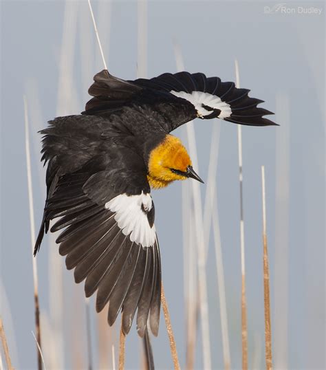 Displaying Yellow Headed Blackbird Feathered Photography