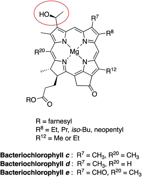 Bacteriochlorophyll Coloring Pages [2025]