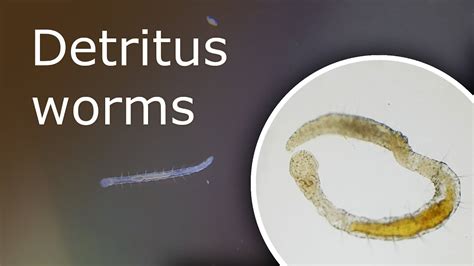 Detritus Worms Your Tiny White Worms In Your Aquarium The Aqua Advisor