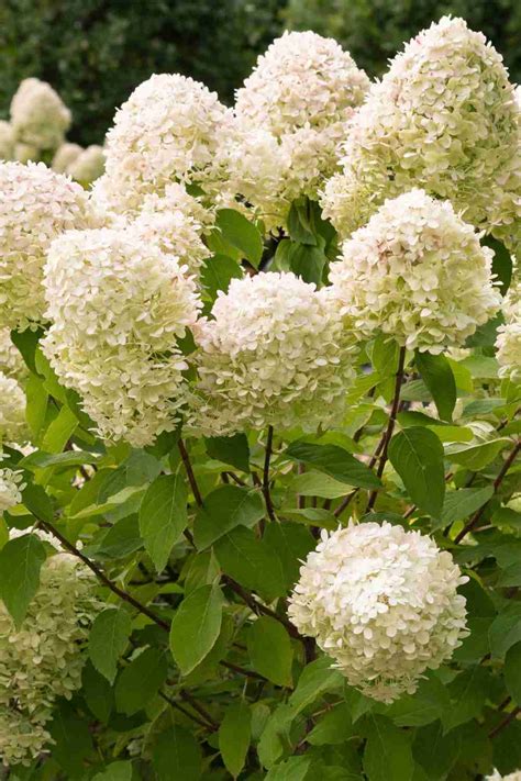 How To Prune Hydrangeas For Winter Hydrangea Love