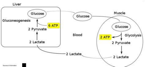 Biochemistry Midterm 1 Review Flashcards Quizlet