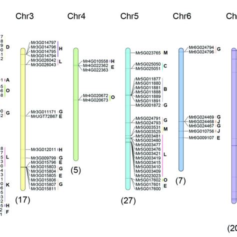 Chromosome Distribution Of Mrugt Genes Numbers Of Chromosomes Were Download Scientific Diagram