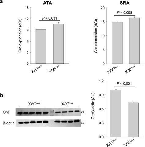 The X X Cre Mouse Line Produces Lower Levels Of Cre Recombinase Than Download Scientific