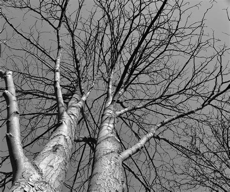 Tree Bare Tree Aesthetic Crown Branches Free Image From Needpix Com