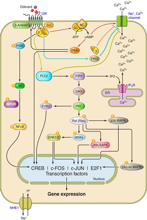 Signal Transduction Receptors My Xxx Hot Girl