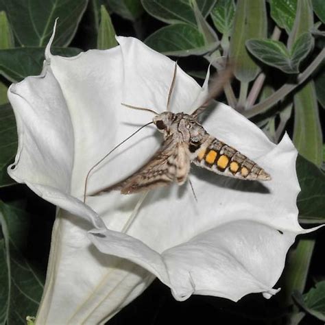 Tomato Hornworm Moth Life Cycle
