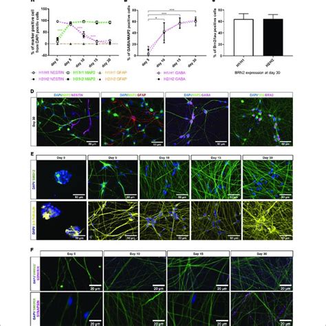 Generation Of Ngn2 Inducible Small Molecule Neural Precursor Cell