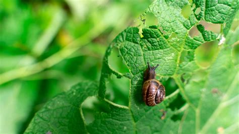 9 Ways To Deter Slugs And Snails From Your Yard Tom S Guide