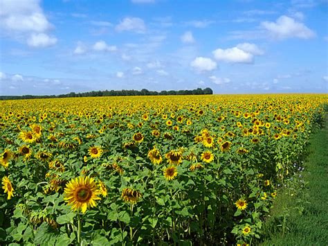 พื้นหลังดอกทานตะวัน ดอกทานตะวันหลายจุด รูปถ่าย และรูปภาพสำหรับดาวน์โหลดฟรี Pngtree
