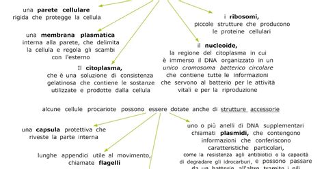Paradiso Delle Mappe Come Sono Fatte Le Cellule Procariotiche