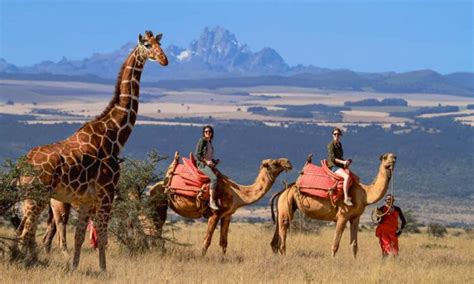 Are Giraffes Related To Camels Kenya Safaris Tanzania Safaris