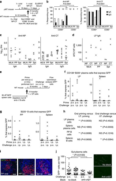 Re Circulating Cd80 Memory B Cells Formed After Oral Immunization Download Scientific Diagram
