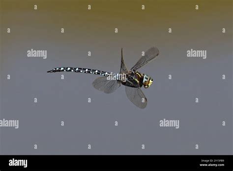 Common Hawker Aeshna Juncea Male Flying Switzerland August 2024 Stock