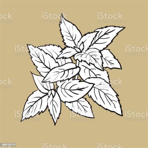 올리브 민트와 로즈마리 허브 향신료 재료 스케치 벡터 일러스트 레이 션 건강관리와 의술에 대한 스톡 벡터 아트 및 기타 이미지