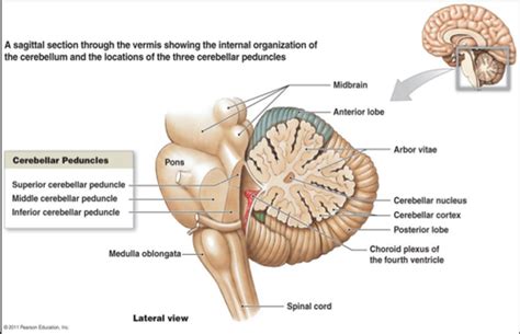 Lecture Cerebellum Flashcards Quizlet
