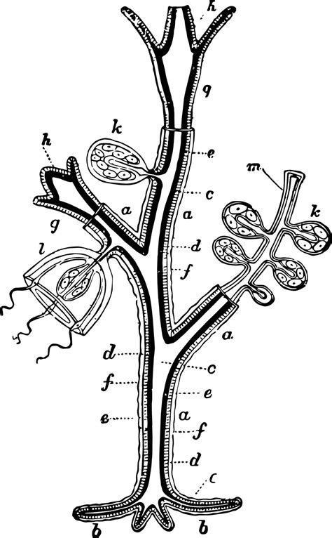 Hydroid Vintage Illustration 13513915 Vector Art At Vecteezy