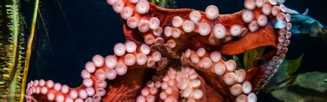 Giant Pacific Octopus Georgia Aquarium