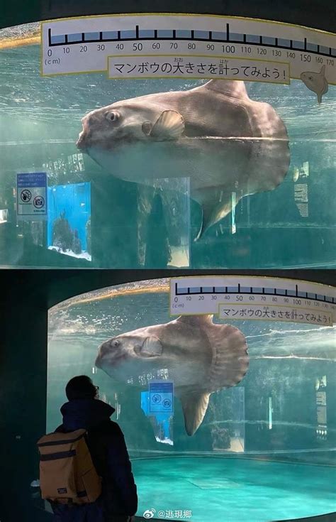 日本水族馆翻车鱼因没游客抑郁 饲养员制假人解愁 星岛日报