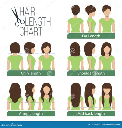 Hair Length Chart Stock Vector Illustration Of Back 71534057