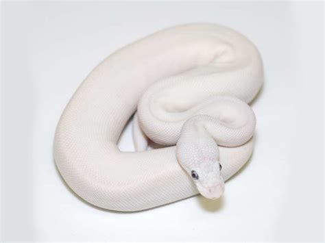 Morph List World Of Ball Pythons