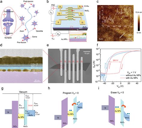 Structure Of Fabricated Mos2 Synaptic Transistor And Its Working