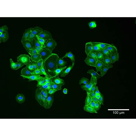 Hacat Cell Catalogue Number 300493 Biotek Abadi Sdn Bhd