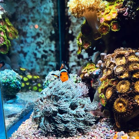 Reef Spotlight Reef Of The Month August 2024 Facoreefs