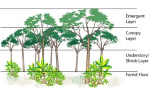Tropical Rainforest A Level Geography Revision Notes