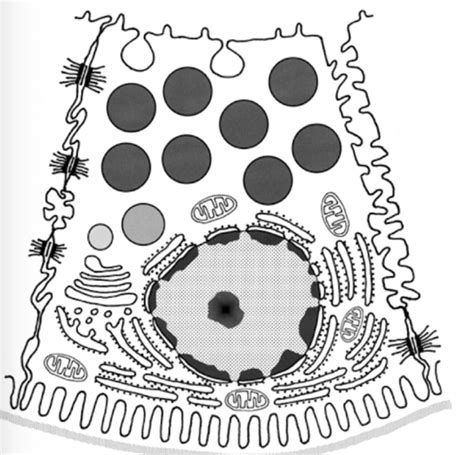 Saliva Secretion Xiao Flashcards Quizlet