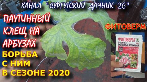 ВРЕДИТЕЛЬ АРБУЗОВ - ПАУТИННЫЙ КЛЕЩ. БОРЬБА С НИМ. - YouTube