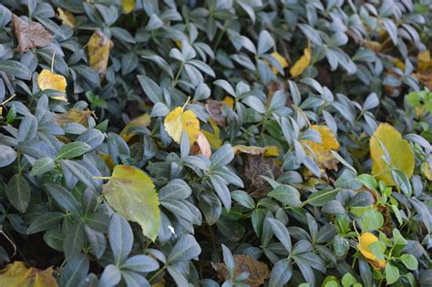 가을 노란색 뽕나무 잎 녹색 빈카 빈시레와 페리 윙클의 밝고 곱슬하고 다채로운 우크라이나어 꽃 0명에 대한 스톡 사진 및 기타 이미지 Istock