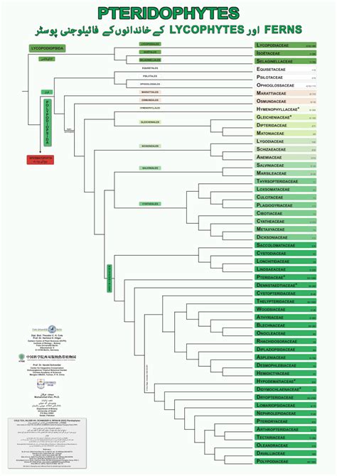 Pdf Ptpp Urdu Pteridophytes کےخاندانوںکے فائیلوجنی پوسٹر Lycophytes اور Ferns