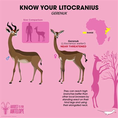Interesting Facts About Gerenuk Antelope Types Of Antelope African